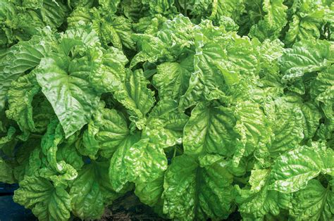 20 Best Types Of Basil To Grow For Fresh Flavors