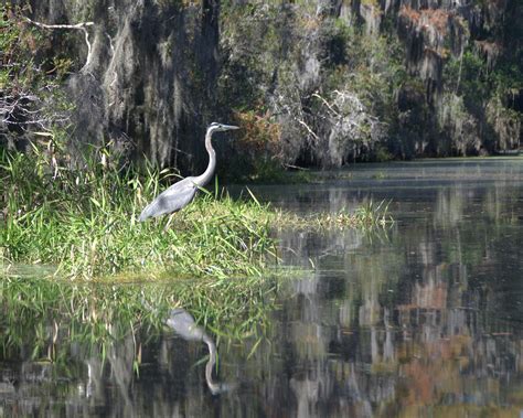 Hydrologists Epd Using Wrong Data To Predict Mines Impact On Okefenokee The Current