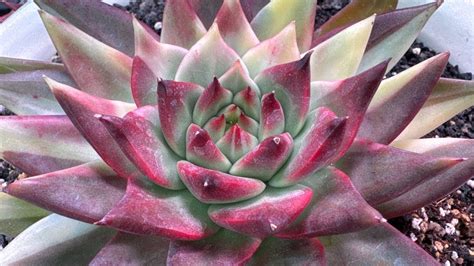 서진다육 2부 킹스피어 특이종 창금 다육이실시간방송 수입금다육 색금 신나는 보스데이 Youtube