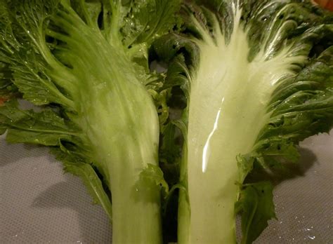 Brassicas Plant Care And Collection Of Varieties