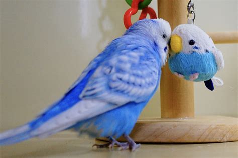 セキセイインコが寝るときの様子。寝てばかりなら病気のサイン│ぴよため