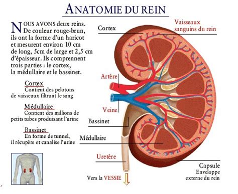Planetoscope Statistiques Litres De Sang Transitant Par Les Reins