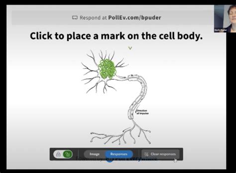 Lecture 1 Neurohistology Flashcards Quizlet