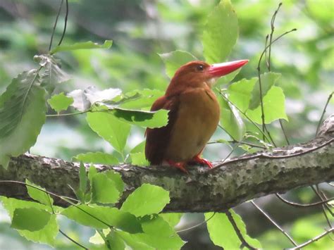 道東の野鳥情報 青森県十二湖 816 520