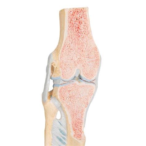 Diz Eklemi Kesit Modeli 3 Parça 3b Smart Anatomy 1000180 A89