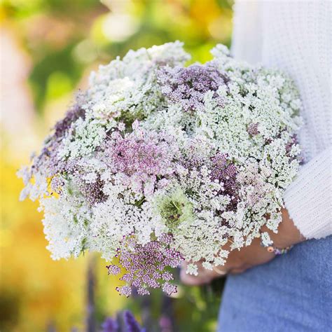 Queen Annes Lace Bouquet Queen Annes Lace White Potomac Floral