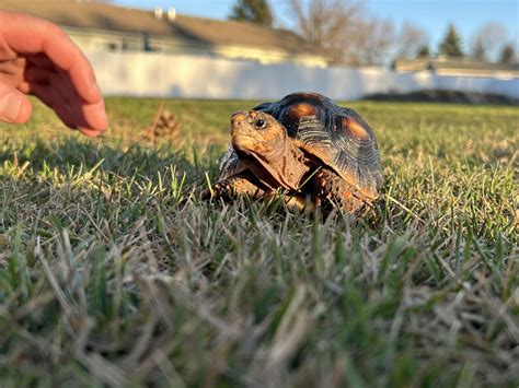 Gimlis First Day Outside In The Sun R Tortoise