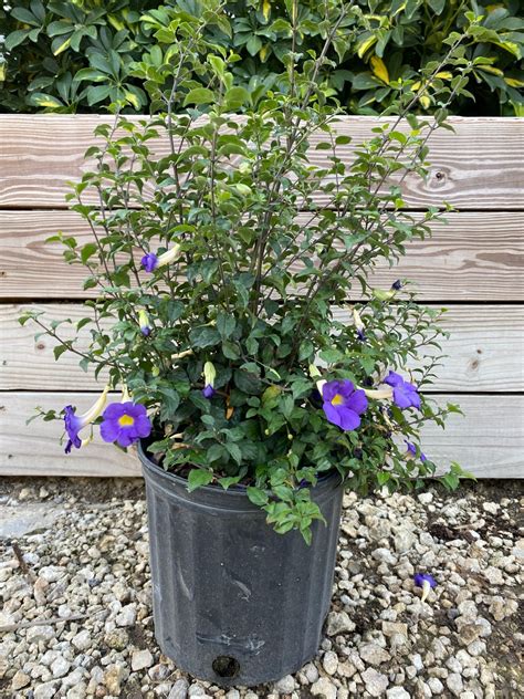 Thunbergia Erecta Kings Mantle 10 Inch Pot Free Shipping To Eastern And