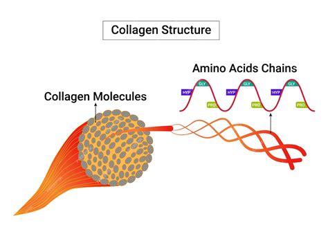 Premium Vector Collagen Molecules Structure Amino Acids Chains