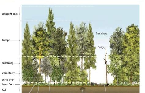 The Forest Canopy Structure Roles And Measurement Cid Bio Science 2022