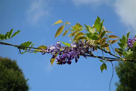 Free Images Tree Nature Grass Branch Blossom Sunlight Leaf