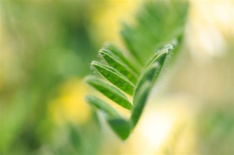 황기 클로즈업 우유 베치 염소의 가시 또는 포도 나무 같은 것이라고도합니다 봄 녹색 배경 야생 식물 0명에 대한 스톡 사진 및 기타 이미지 Istock