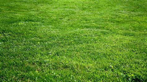 Kentucky Bluegrass Vs Tall Fescue Which Is The Best Grass Angi