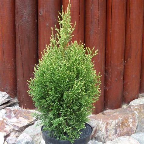 Туя западная Смарагд Витбонт (Thuja occidentalis Smaragd Witbont ...
