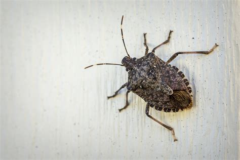 Stink Bugs Washingtonian