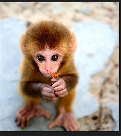 Github Anjalinaik07image Processing Lab