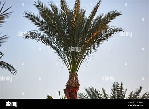 Date Palms Palm Trees On The Coast Of The Sinai Peninsula Date Palm