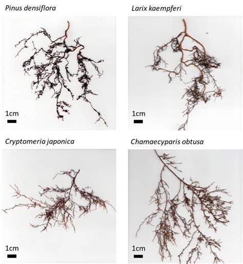 New Method For Capturing Carbon Via Fluids Emitted From Tree Roots In Wild Forests