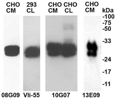 Hek293t Cells 293 And Cho K1 Cells Cho Were Transduced With Human