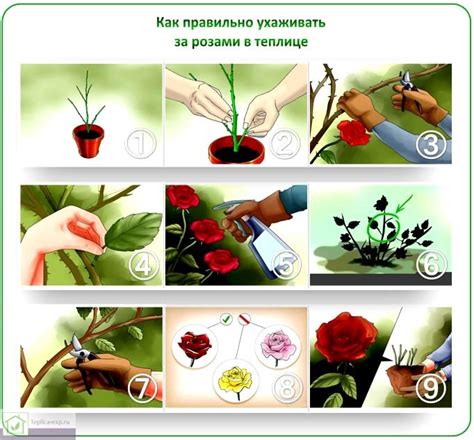 Теплица для цветов круглый год: особенности выбора, технология ...