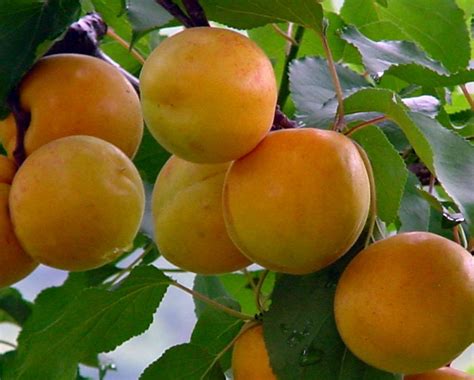 杏桃杏桃概述營養價值中文百科全書