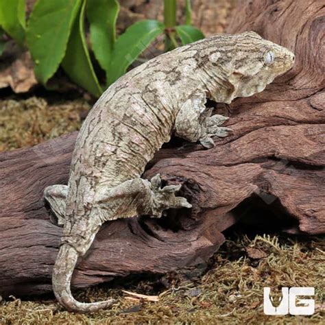 Subadult Female Leachianus Geckos For Sale Underground Reptiles