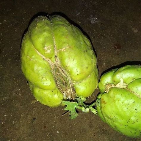 Jual Bibit Labu Siam Siap Tanam Shopee Indonesia