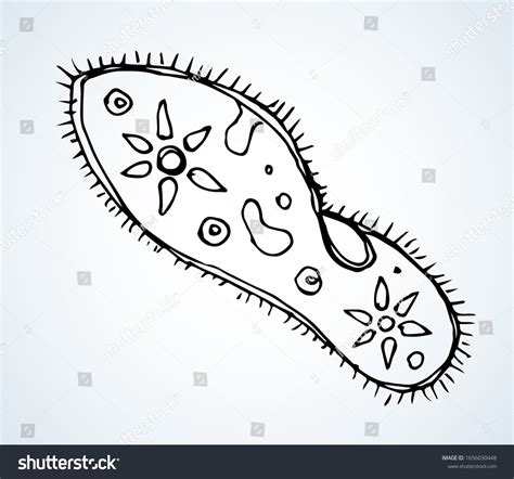 Protozoa Diagram Over 391 Royalty Free Licensable Stock Illustrations And Drawings Shutterstock