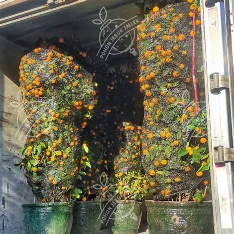 Pohon Jeruk Kimkit Ukuran Xxl Pasar Bunga Jakarta