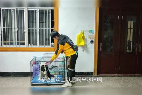 如何让狗狗喜欢进笼子训狗视频 边牧训练方法教程