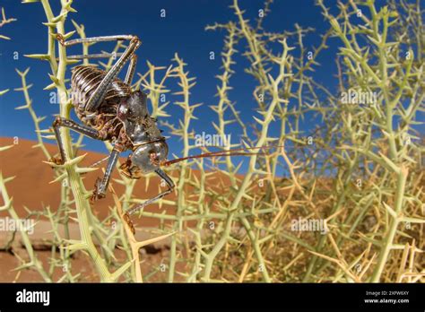 Desert Cricket Acanthoplus Discoidalis Walking Amongst Spines Of Nara