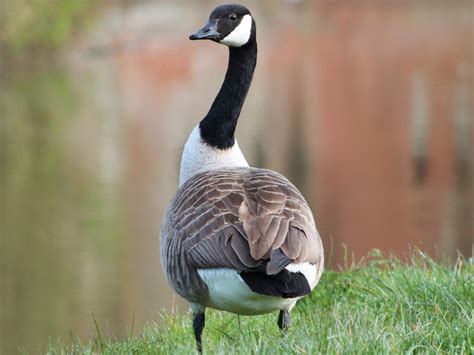 Geese In The Garden Controlling Geese In The Home Garden
