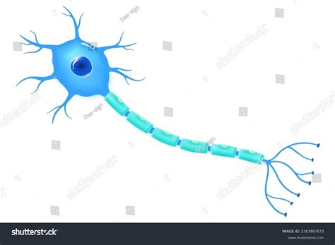 Neuron Structure Anatomy Nerve Cell Vector Stock Vector Royalty Free