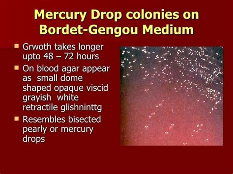 Bordet Gengou Agar Alchetron The Free Social Encyclopedia