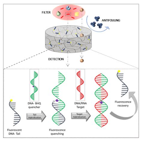 Small Oligonucleotides Detection In Three Dimensional Polymer Network