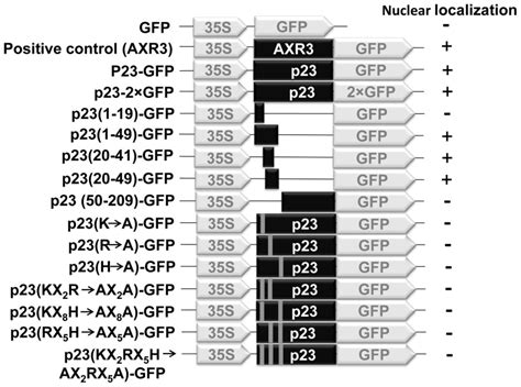 35s Represents Cauliflower Mosaic Virus Transcription Promoter Black