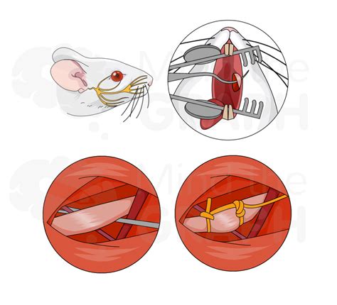 Mouse Surgery Mind The Graph Blog