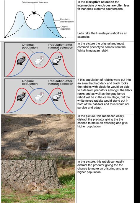 Solved Disruptive Selection Birds Prefer To Eat Medium Blue Coloured Course Hero