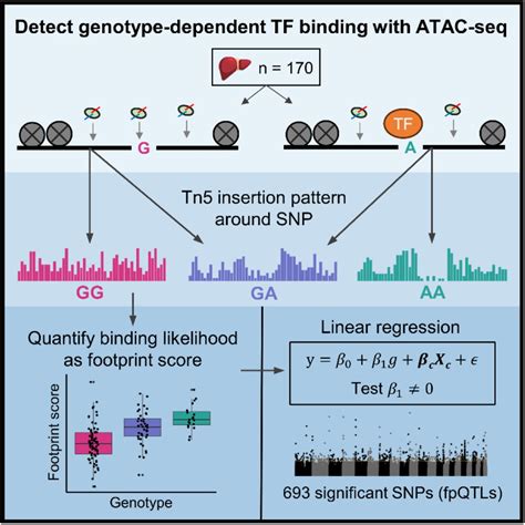 Characterization Of Non Coding Variants Associated With Transcription