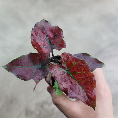 Small Plants Page 6 Peace Love And Happiness Club