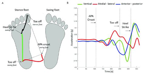 A Cop Displacement And B Acceleration Signal During The Gait Download Scientific Diagram