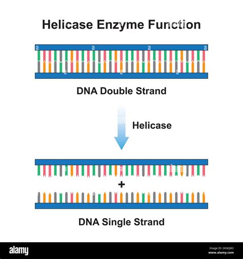 Scientific Designing Of Helicase Enzyme Effect On Dna Molecule From