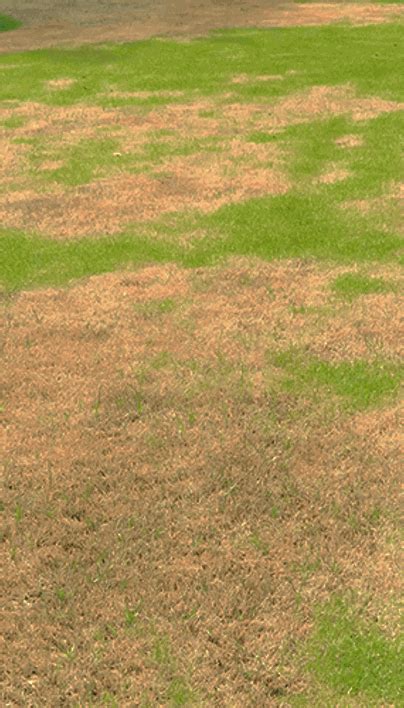 Leaf Spot And Melting Out On Turfgrass Davey Tree