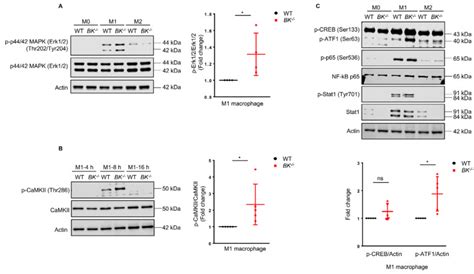 Rabbit Monoclonal Anti Phospho P44 42 Mapk Erk1 2 Cell Signaling