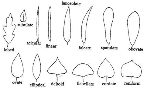 Leaf Shapes Lobed Acicular Subulate Linear Lanceolate Falcate Spatulate Obovate Ovate