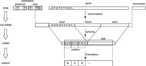 Figure 1 From Dna Sequence Analysis Semantic Scholar