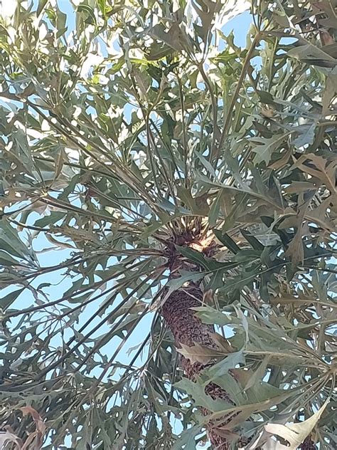 Top 5 Cusca Plant Benefits You Should Know