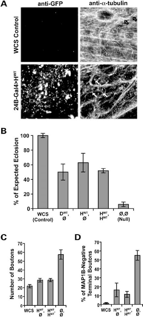 Human And Drosophila Spastin Are Functionally Equivalent A