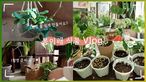 Plant Vlog🪴 인스타 식물 연출 사진 찍기 L 많이 늦은 사랑초 심기 L 화분 행잉 걸이 쉽게 만드는 방법 Youtube