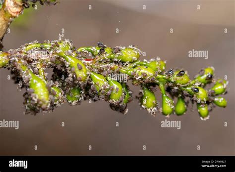 Dense Aphid Population Covering The Branches Of Gliricidia Sepium Plant